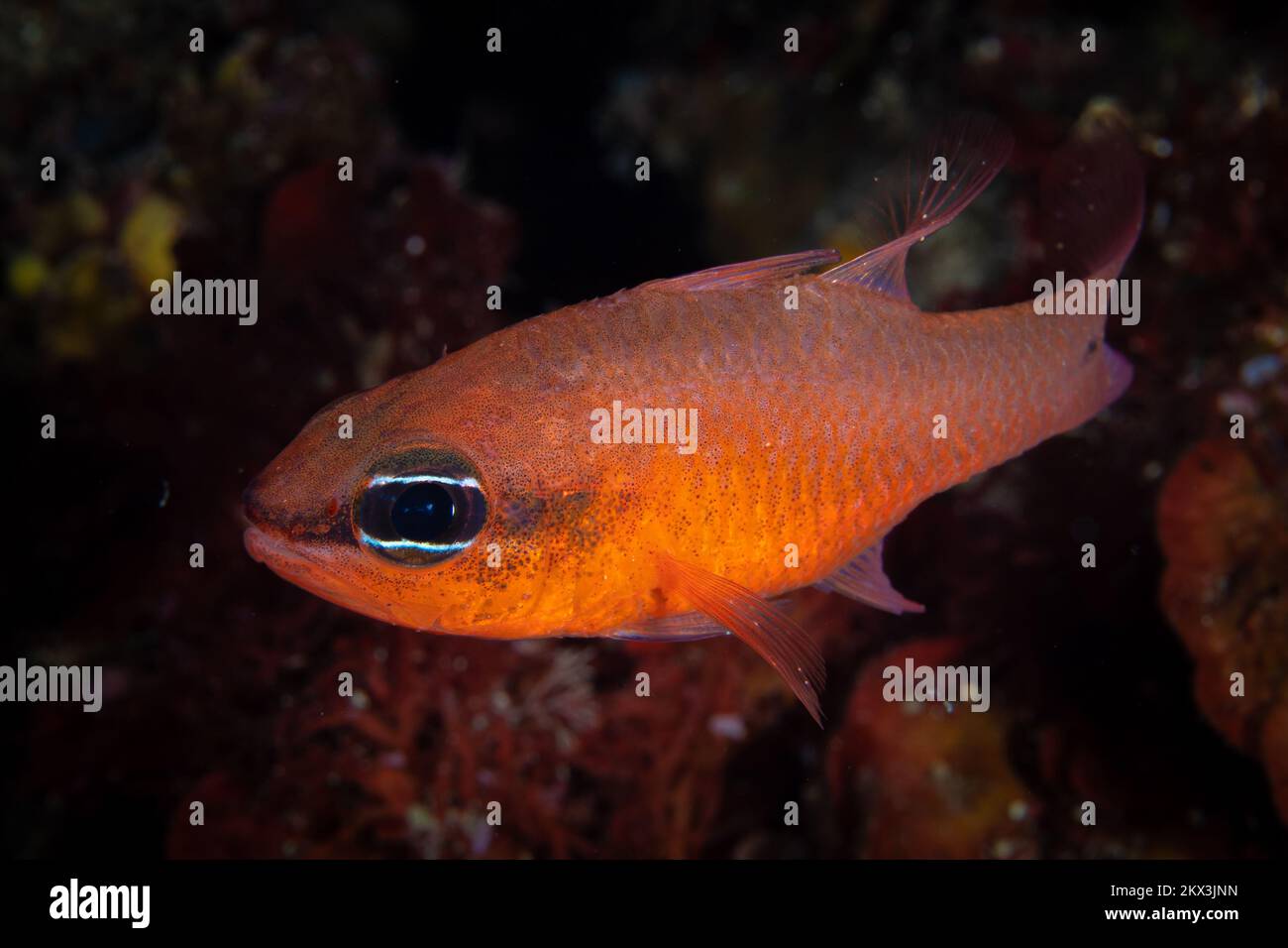Colorful tropical Coral Reef fish in the Indo - Pacific ocean - The ...