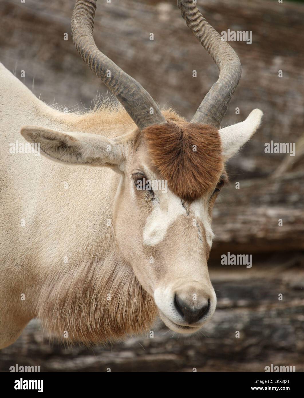 Mendesantilope / Addax / Addax nasomaculatus Stock Photo - Alamy