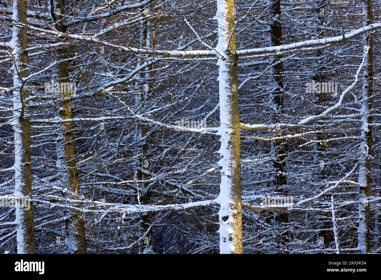 Scenic Forest landscape in winter a photograph of snow covered Larch ...