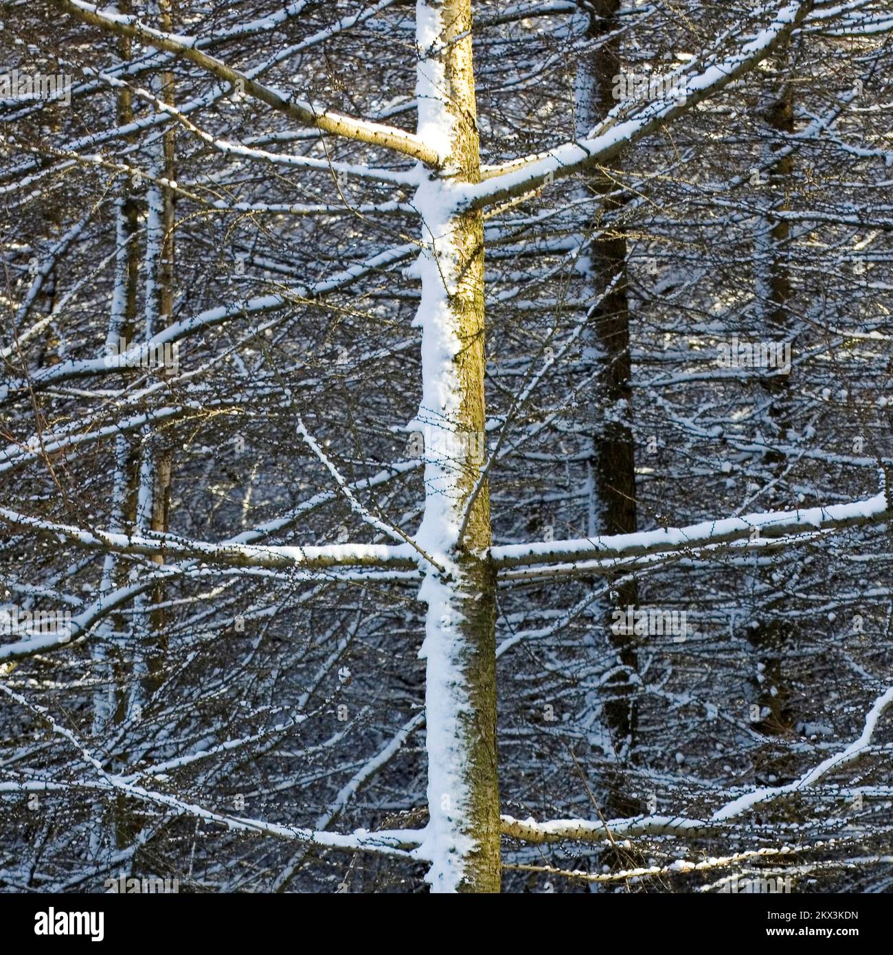Scenic Forest landscape in winter a photograph of snow covered Larch ...
