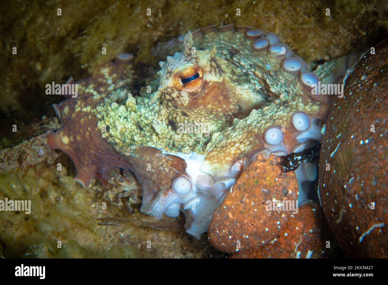 Octopus camouflage - octopus changing it's shape, texture and colour to ...