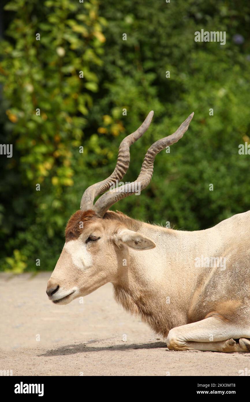 Antilope addax hi-res stock photography and images - Alamy