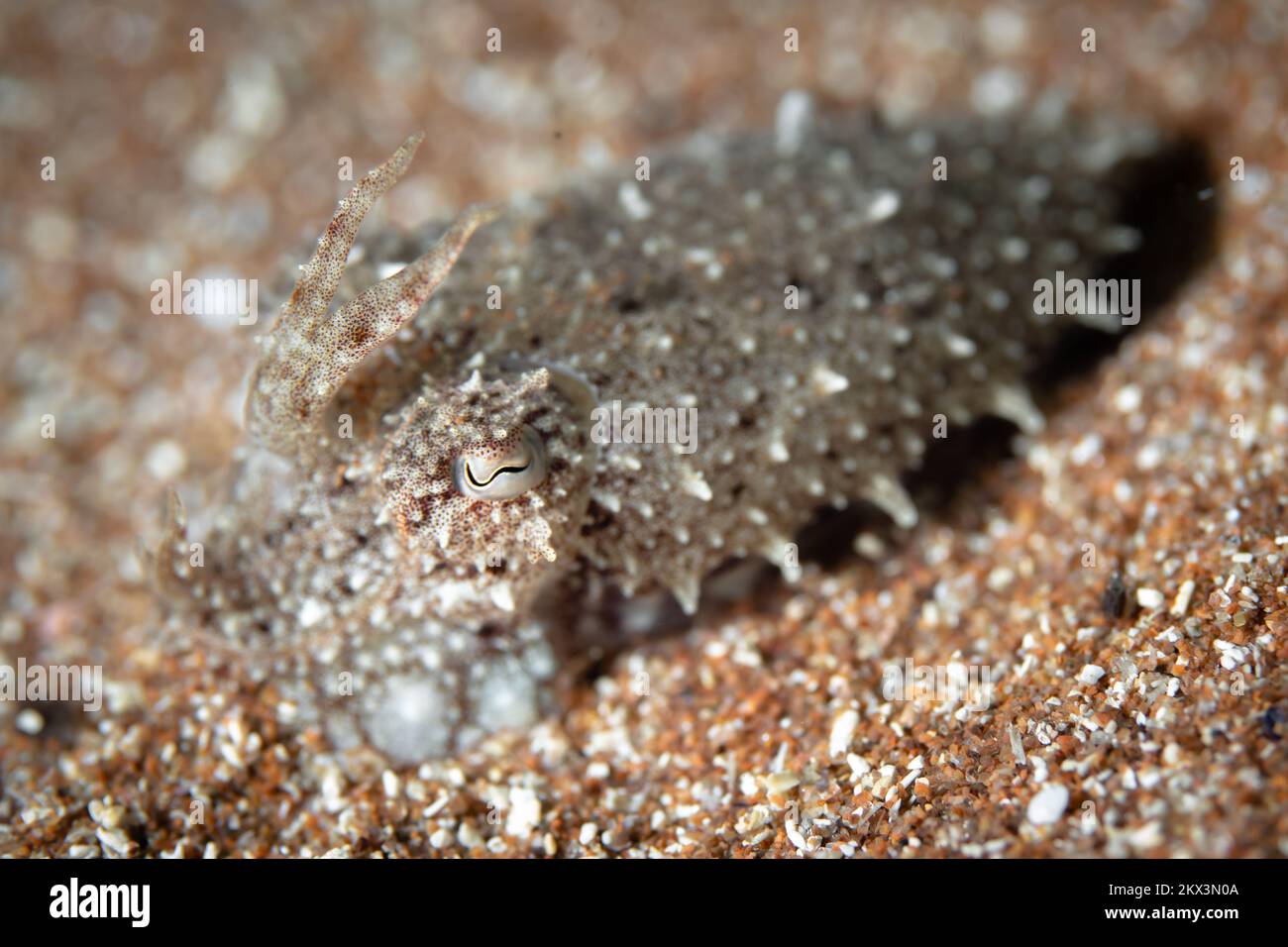 Close up of cuttlefish in the Mediterranean Sea Stock Photo - Alamy