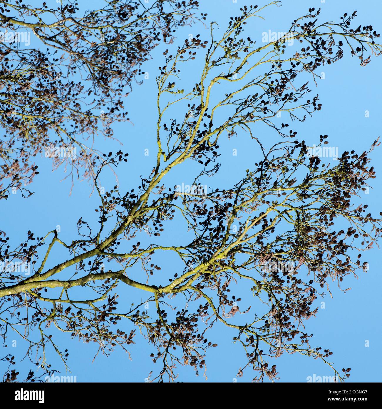 Autumn deciduous woodland containing many Beech trees in the beautiful ...