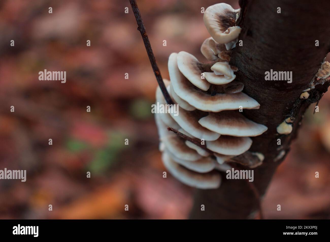 A wood-decay fungus on a dead tree brach. Copy space Stock Photo - Alamy