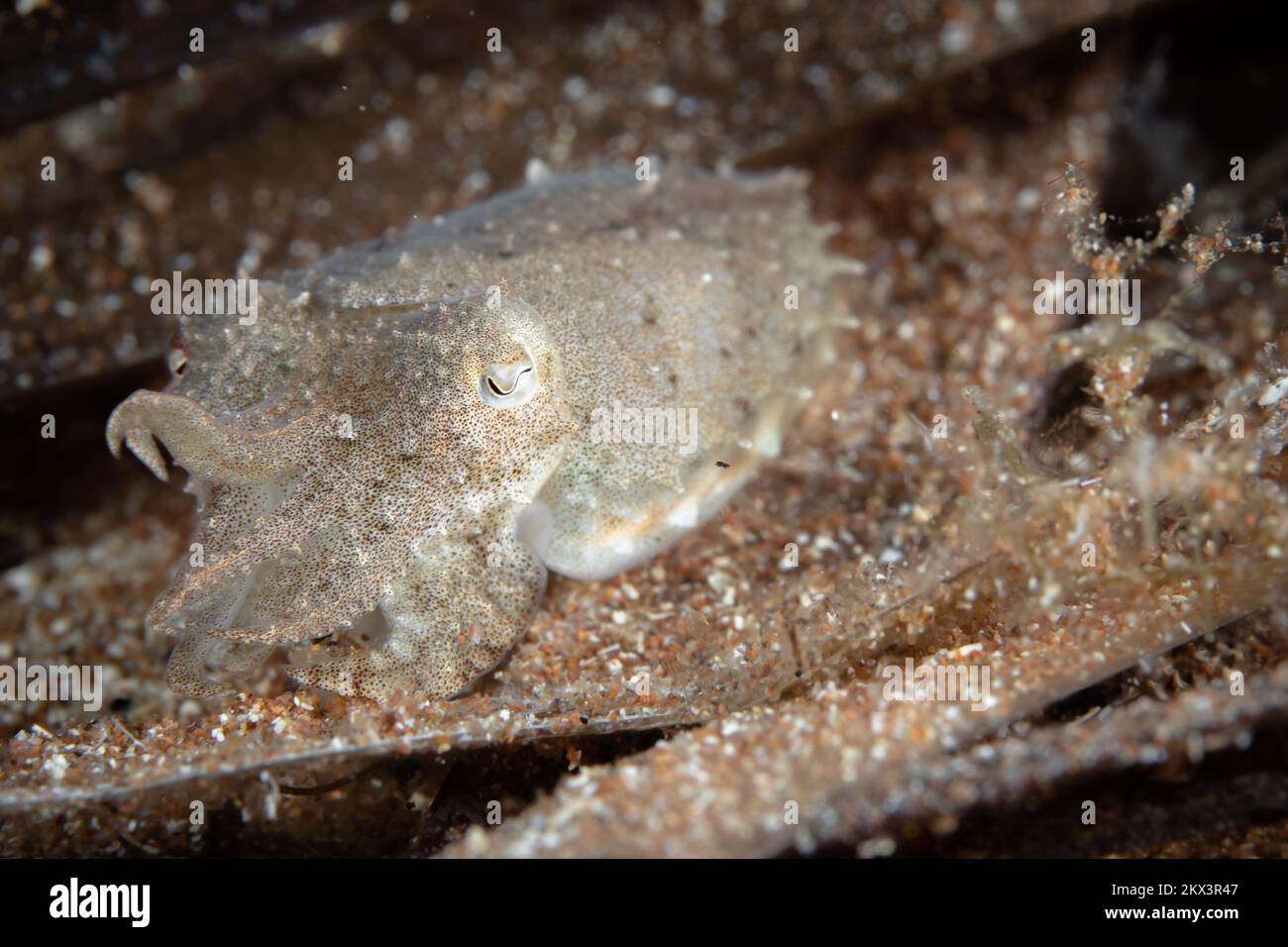 Camouflaged cuttlefish hi-res stock photography and images - Alamy