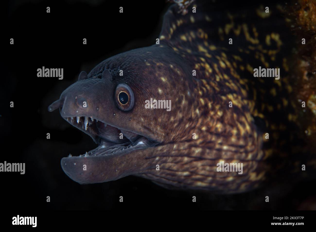 Moray eel in the Mediterranean Sea Stock Photo - Alamy