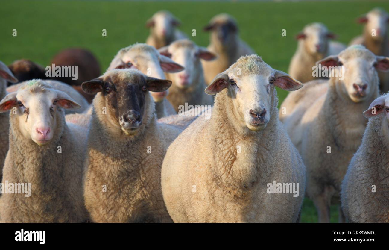 Schaf / Sheep / Ovis Stock Photo - Alamy