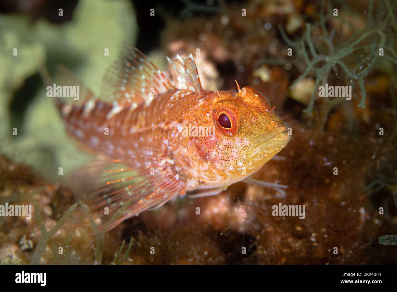 Beautiful colorful saltwater goby on coral reef in the Pacific Stock ...