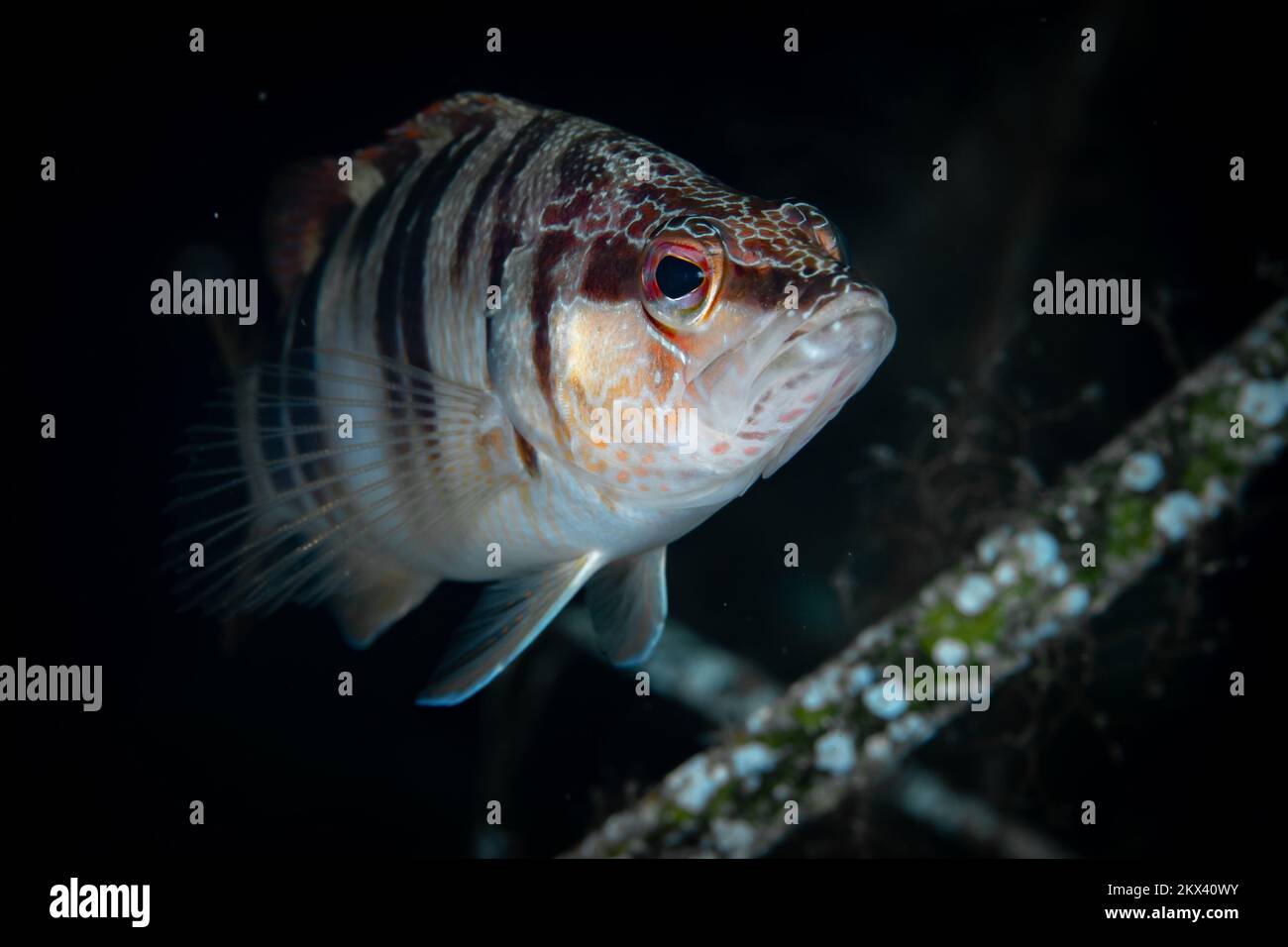 Colorful tropical Coral Reef fish in the Indo - Pacific ocean - The ...