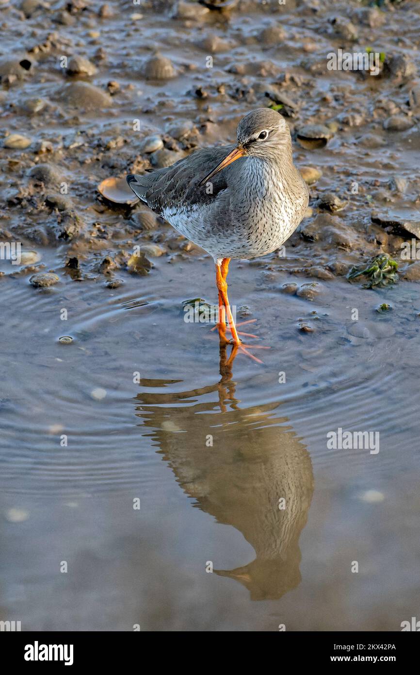 Redshank reflected in water at Titchwell marsh, norfolk, england Stock ...