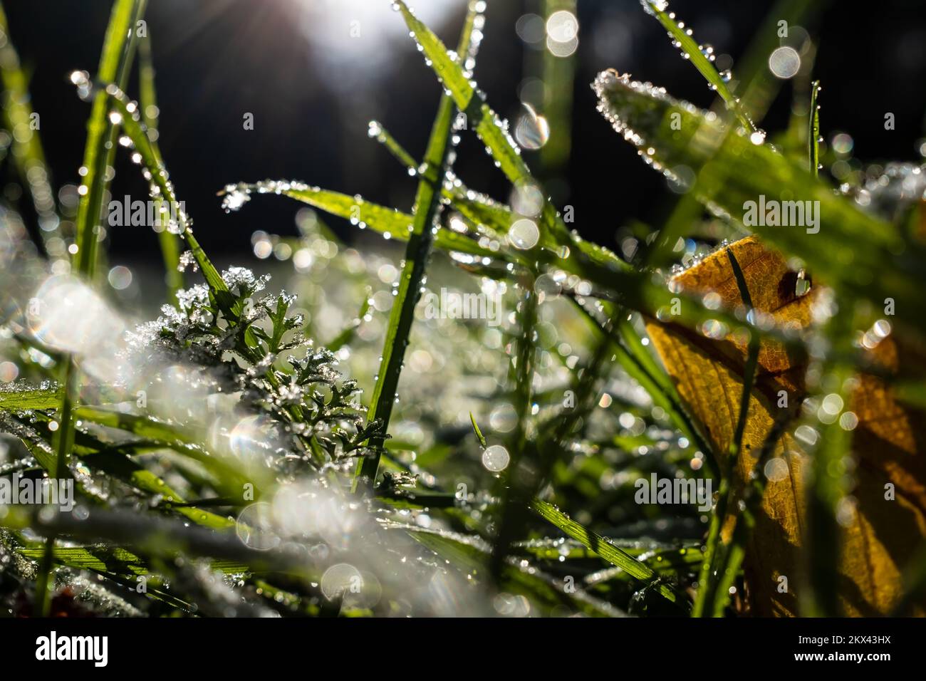 Green grass in hoarfrost, glistens in the rays of the morning autumn ...