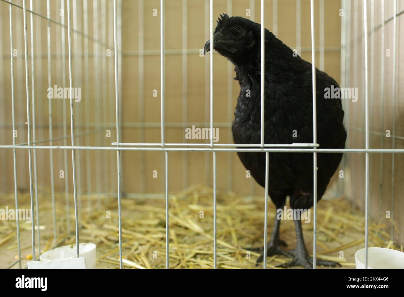 06.01.2018., Zagreb, Croatia - Association of small animals Turopolje ...