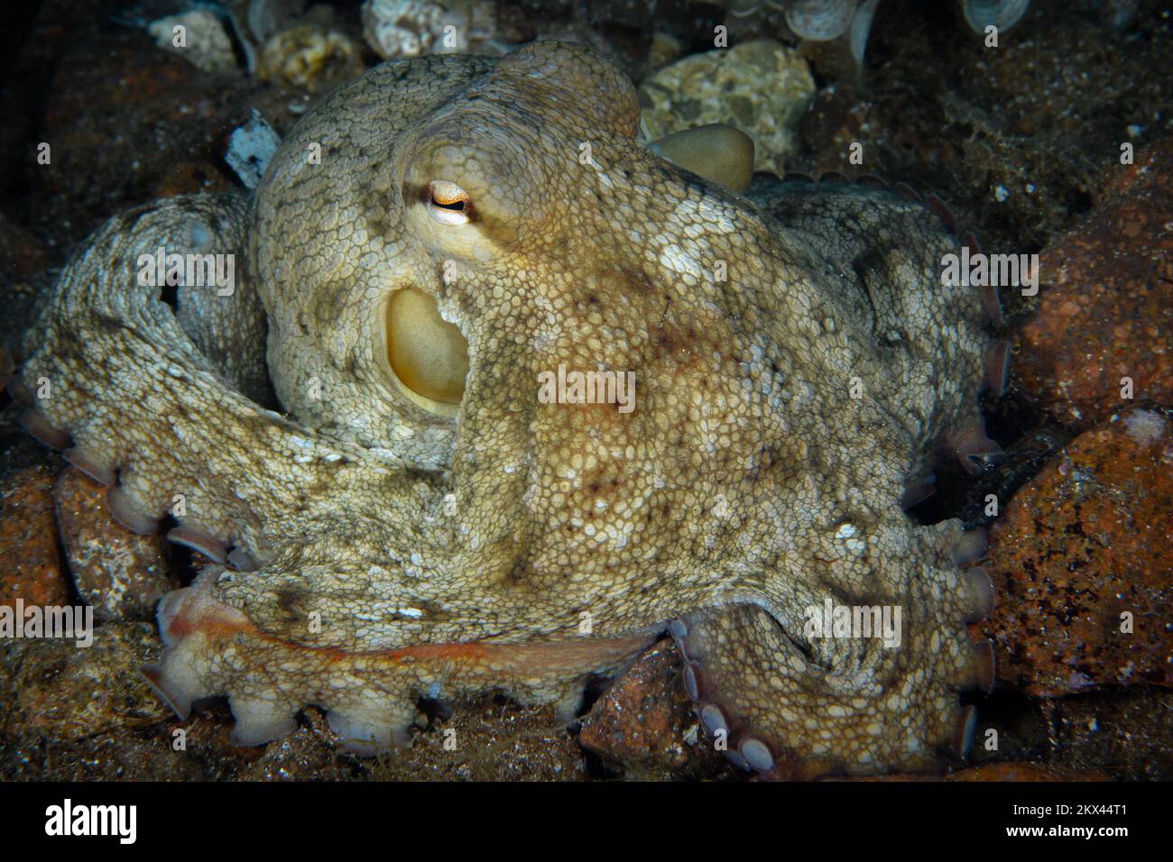 Octopus camouflage - octopus changing it's shape, texture and colour to ... Octopus camouflage - octopus changing it's shape, texture and colour to ...