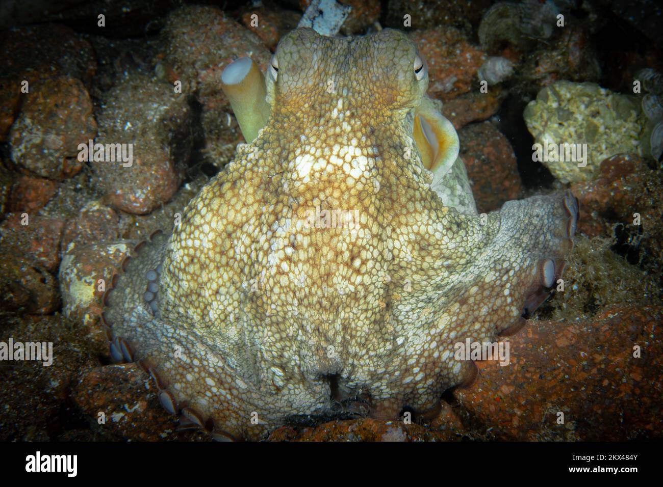 Octopus camouflage - octopus changing it's shape, texture and colour to ... Octopus camouflage - octopus changing it's shape, texture and colour to ...