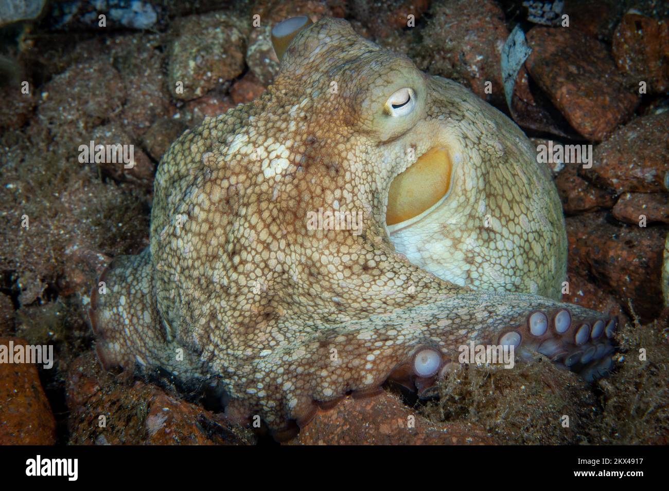 Octopus camouflage - octopus changing it's shape, texture and colour to ... Octopus camouflage - octopus changing it's shape, texture and colour to ...