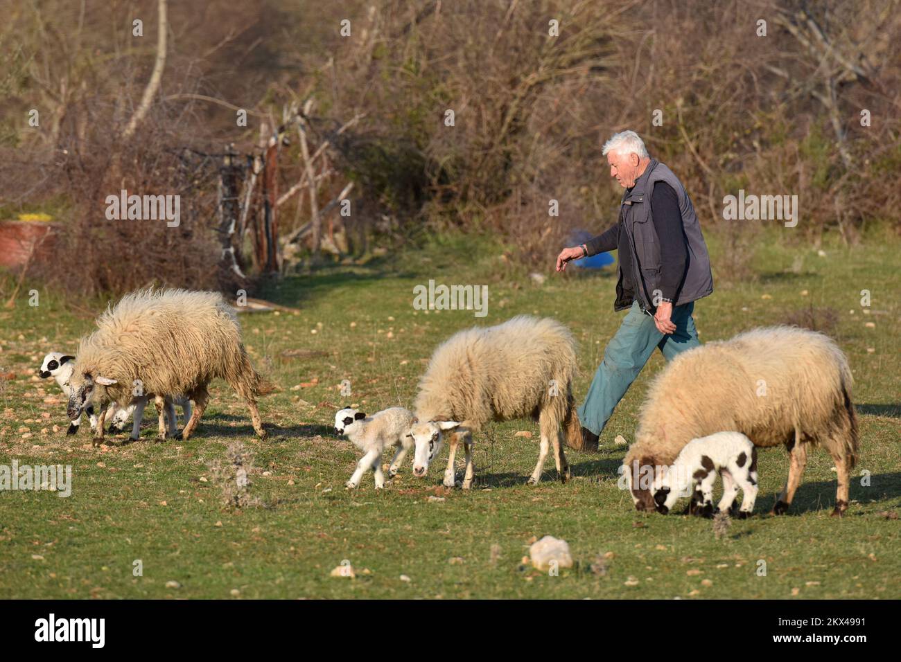 12.01.2018., Croatia, Kastel Zegarski - Sheep managed to fight off the ...
