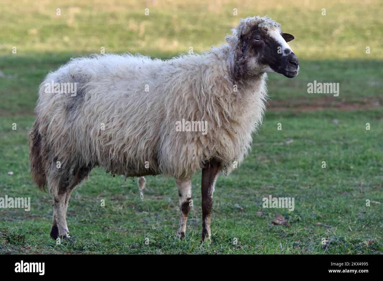 12.01.2018., Croatia, Kastel Zegarski - Sheep managed to fight off the ...