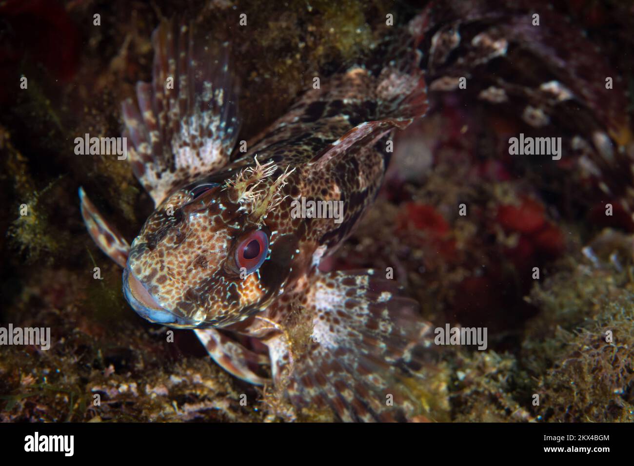 close up portrait of blennie fish in the Mediterranean Sea Stock Photo ...