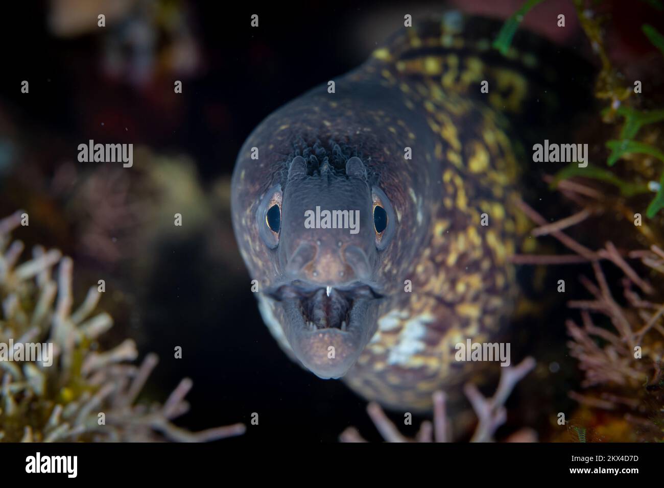 Moray eel in the Mediterranean Sea Stock Photo - Alamy