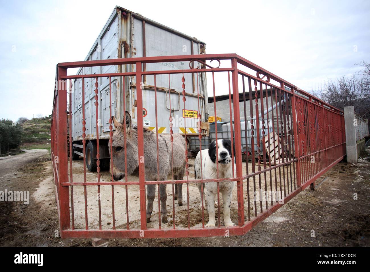 19.01.2018., Croatia, Stobrec - Female Central Asia Shepherd dog ...