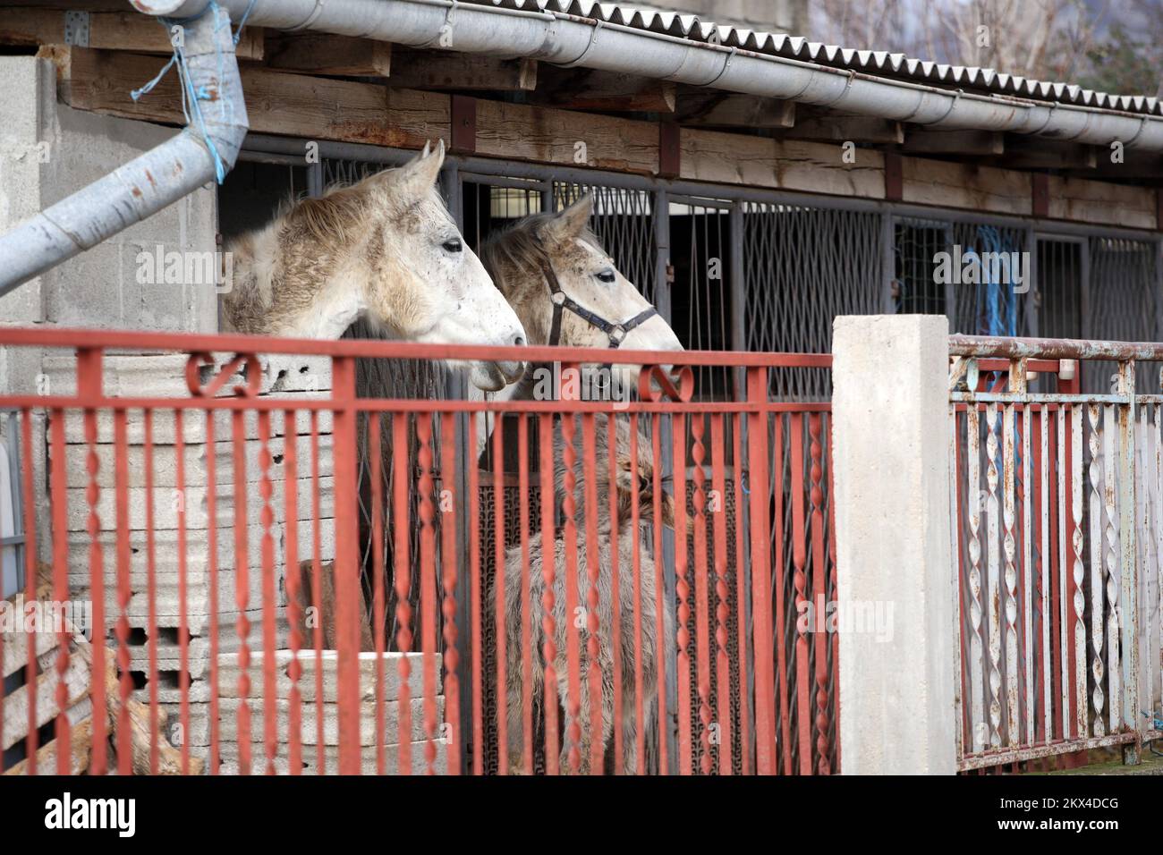 19.01.2018., Croatia, Stobrec - Female Central Asia Shepherd dog ...