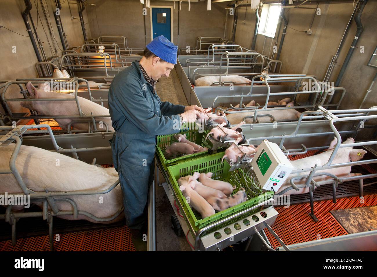 Castrating on pig breeding farm Stock Photo - Alamy