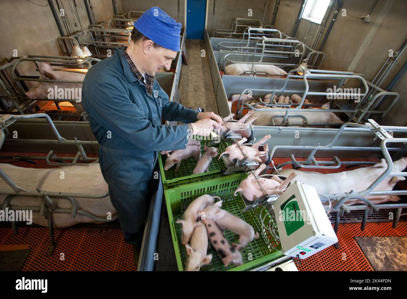 Castrating on pig breeding farm Stock Photo - Alamy
