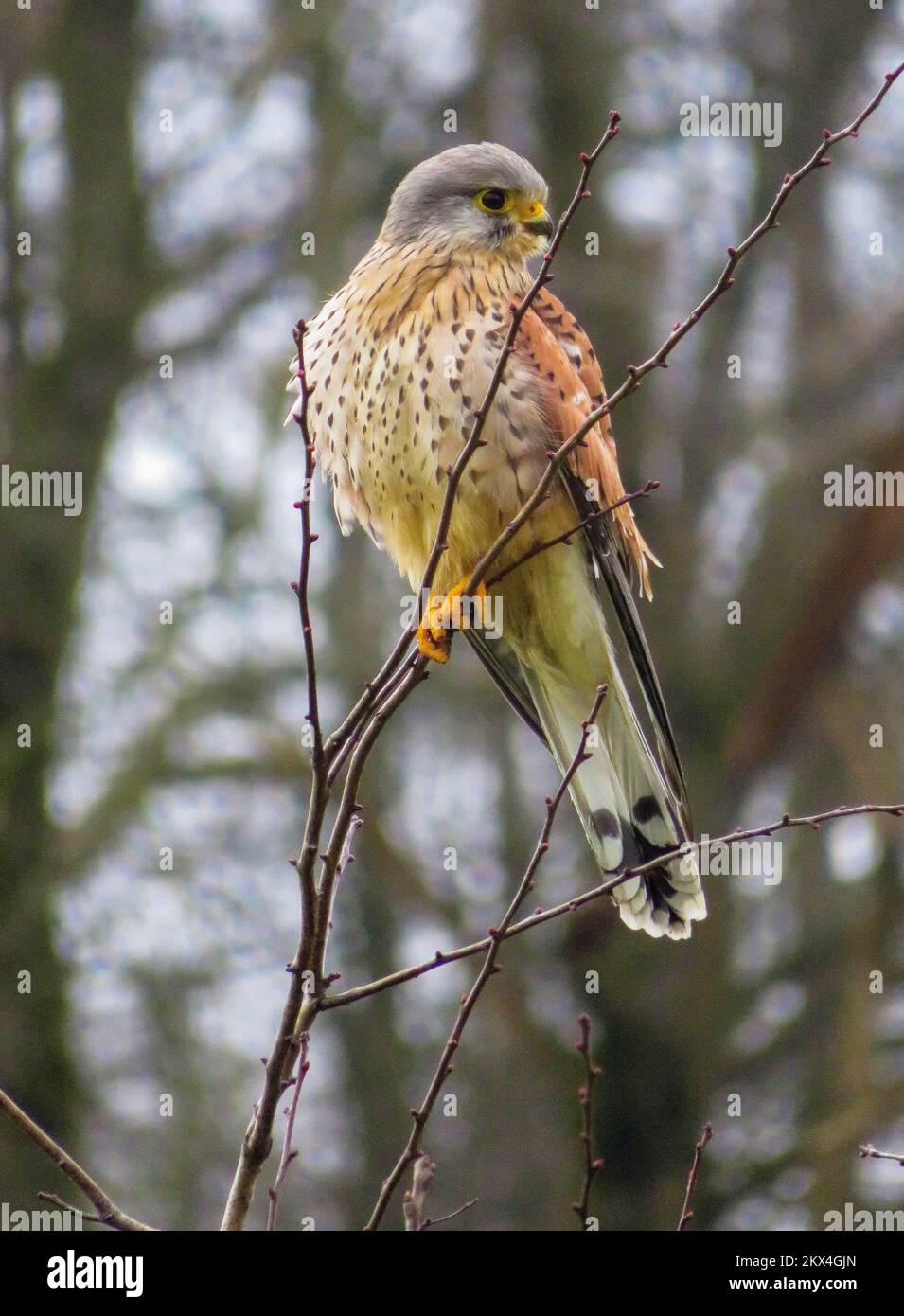 Torenvalk - The common kestrel (Falco tinnunculus) is a bird of prey ...