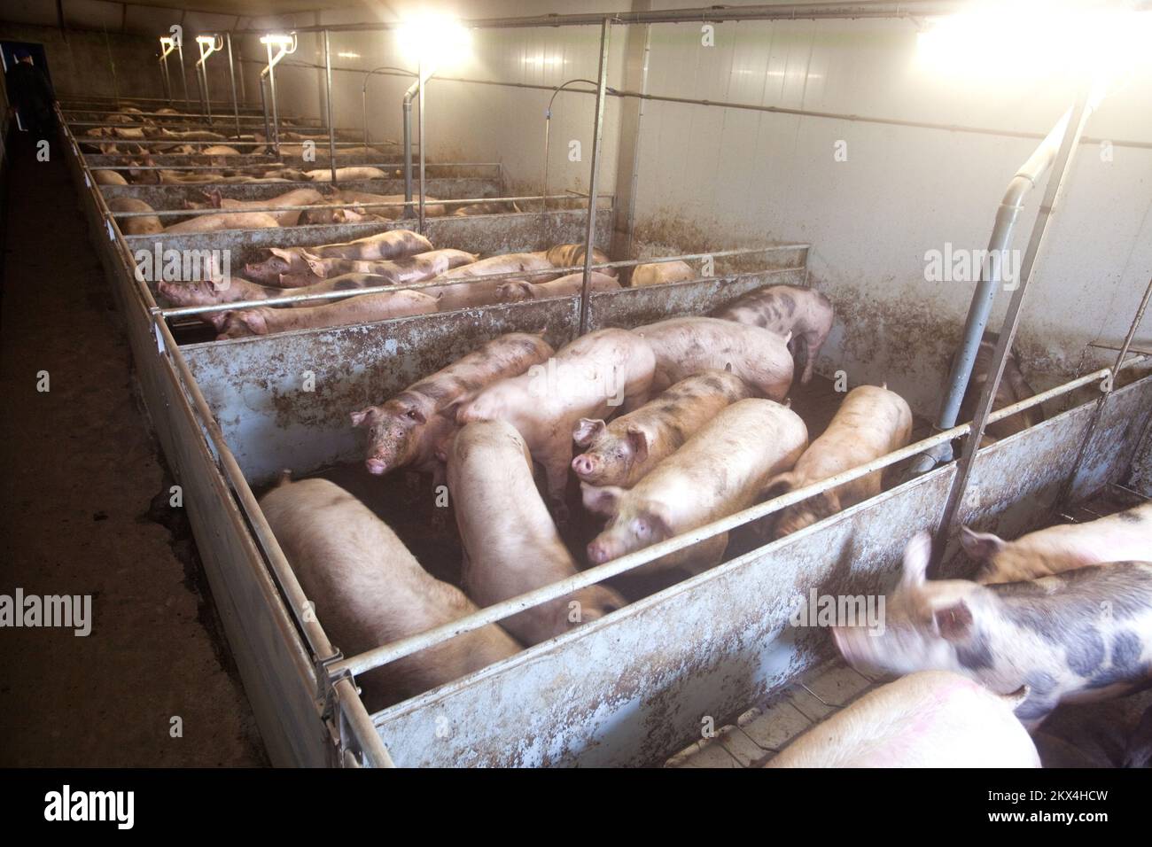 Pig breeding farm in the Netherlands Stock Photo - Alamy