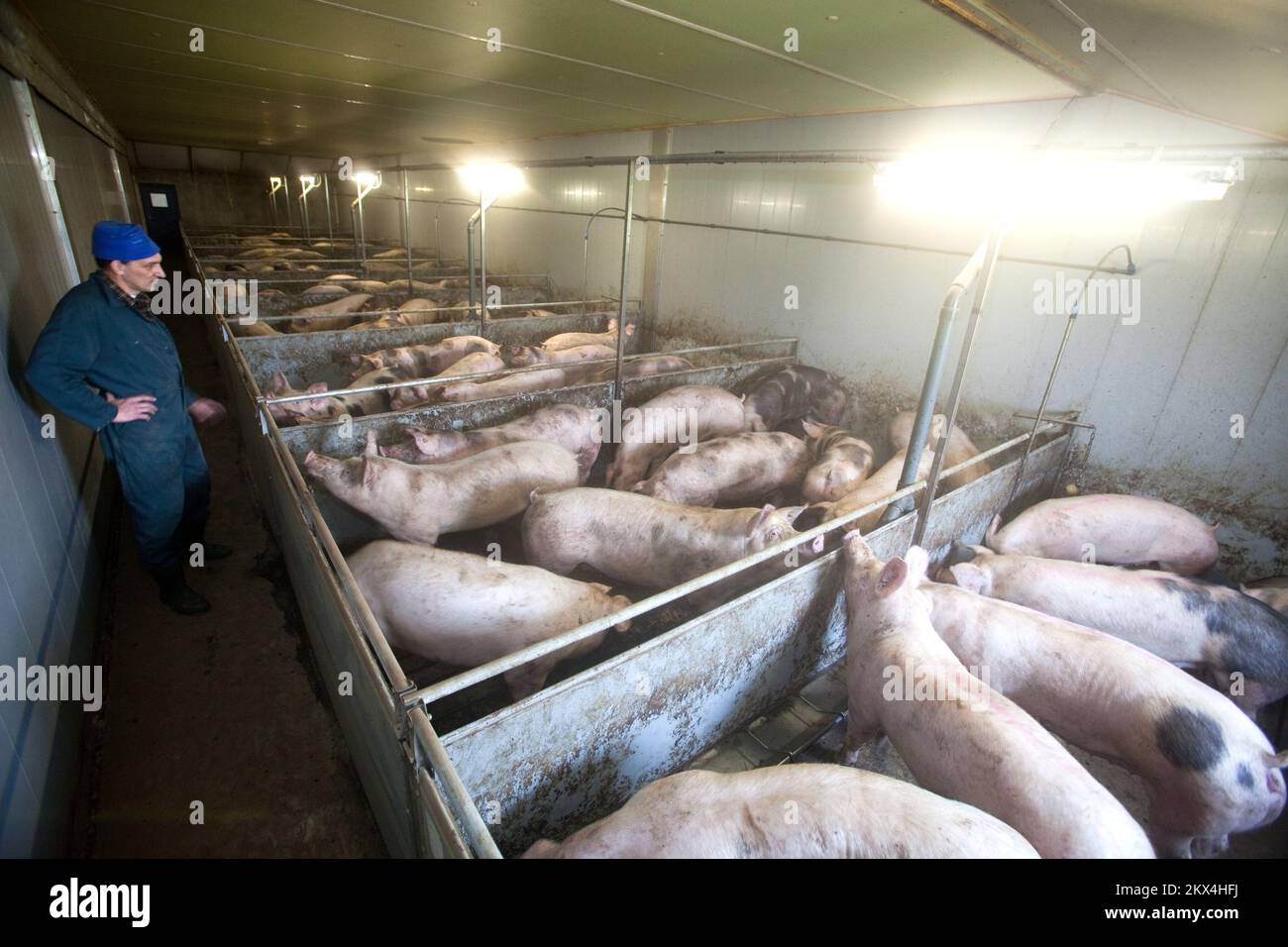 Pig breeding farm in the Netherlands Stock Photo - Alamy