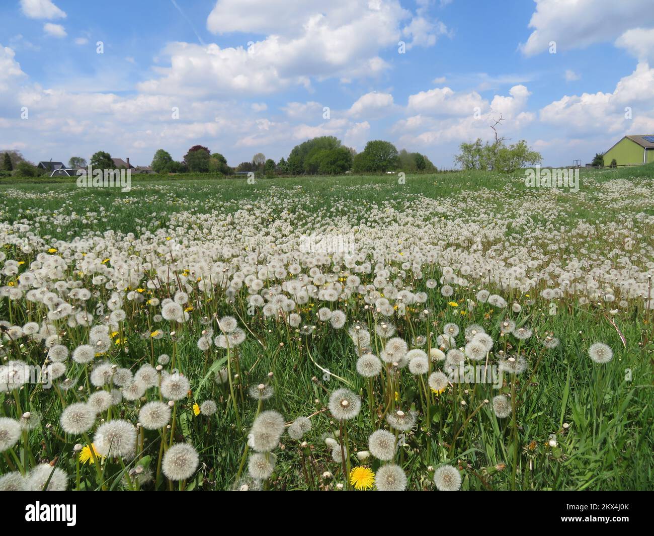 Netherlands, the common dandelion is well known for its yellow flower ...