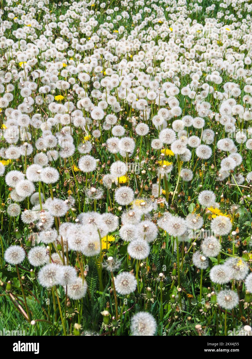 Netherlands, the common dandelion is well known for its yellow flower ...