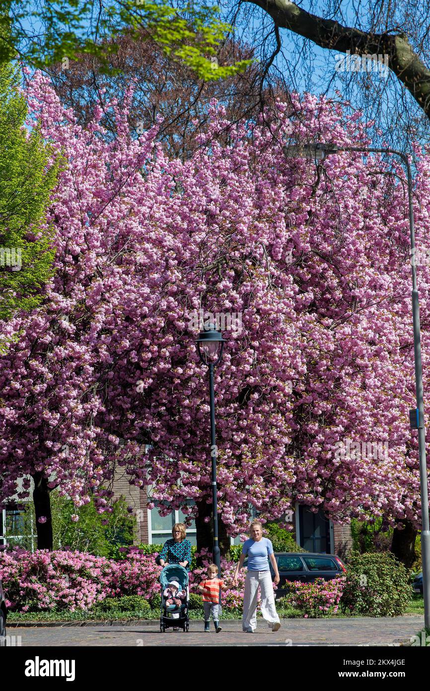 Netherlands, blooming Prunus tree in Arnhem. Mother and daughter with ...