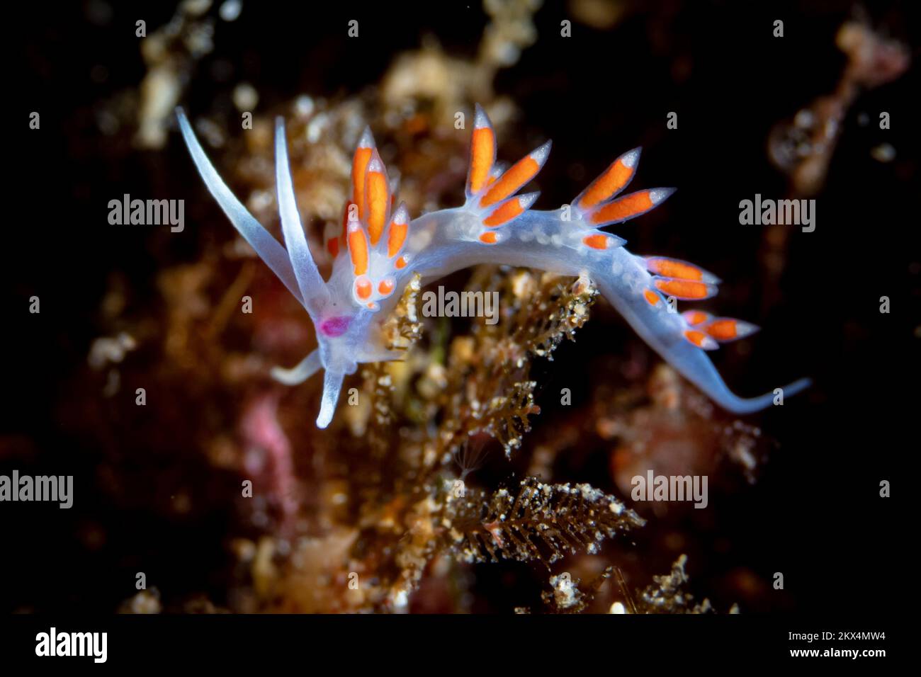 Colorful nudibranch in the waters of the Mediterranean Sea ...