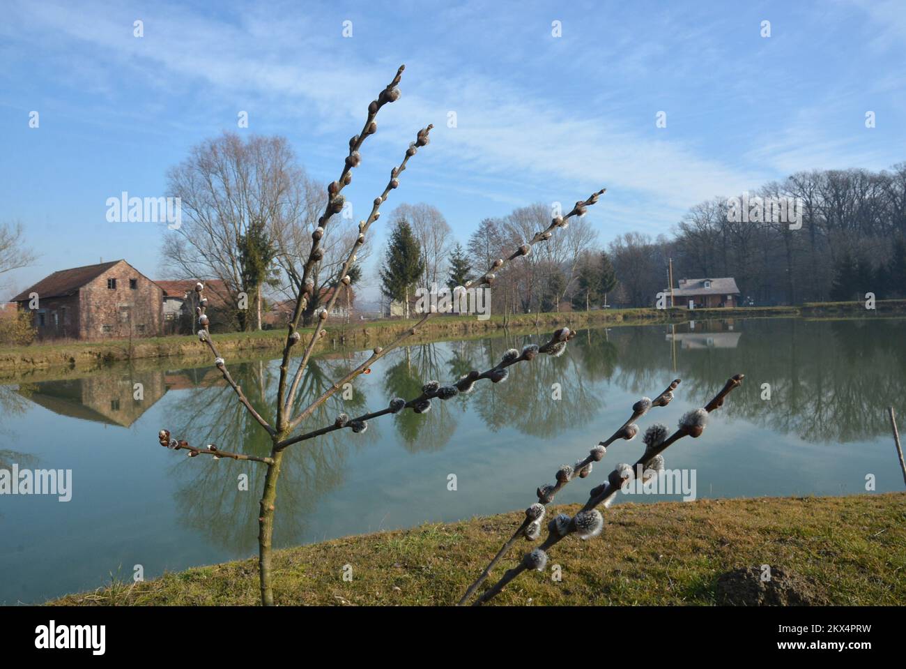 30.01.2018., Bjelovar, Suma Lug - Goat Willow flourished in the middle ...