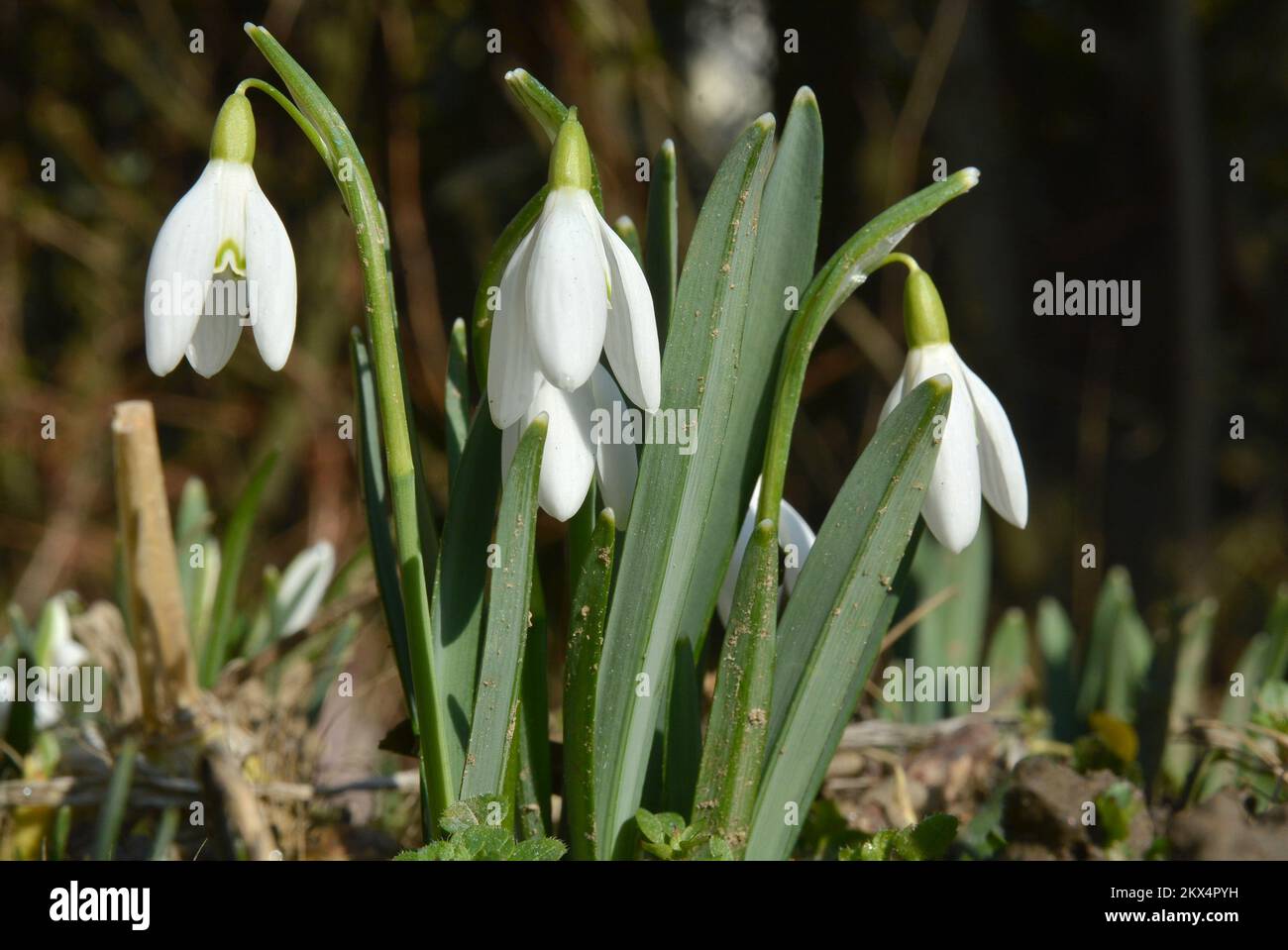 30.01.2018., Croatia, Bjelovar, Suma Lug - Messengers of spring ...