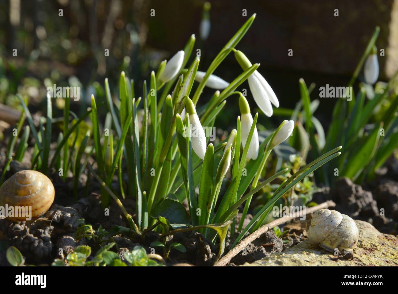 30.01.2018., Croatia, Bjelovar, Suma Lug - Messengers of spring ...