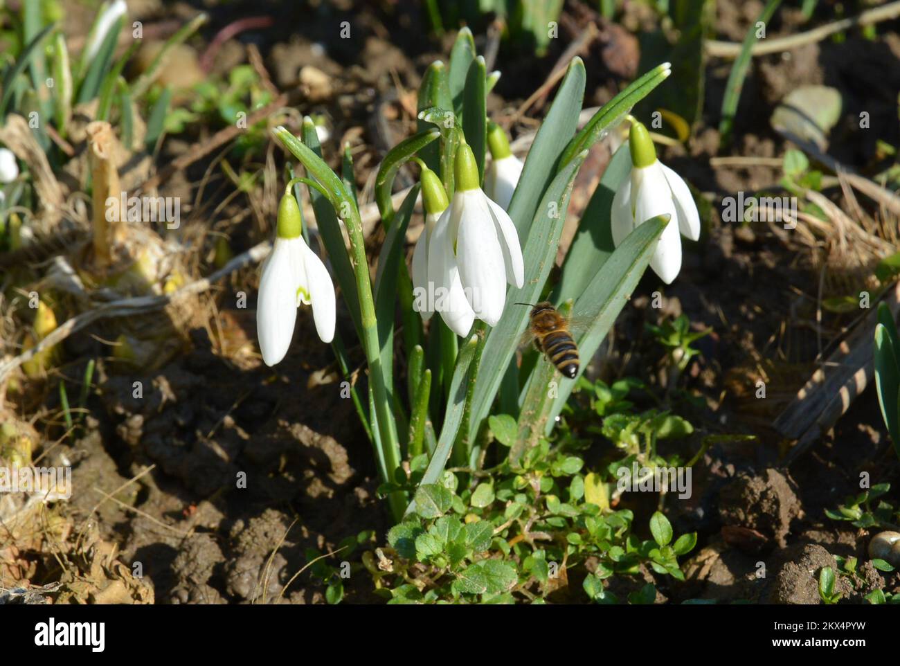 30.01.2018., Croatia, Bjelovar, Suma Lug - Messengers of spring ...