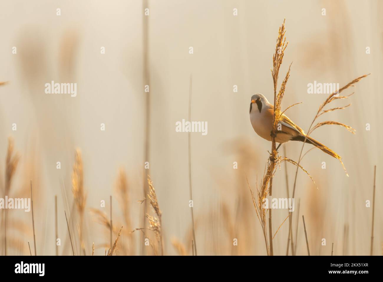 Bearded reedling, or bearded tit (Panurus biarmicus) in the reeds ...