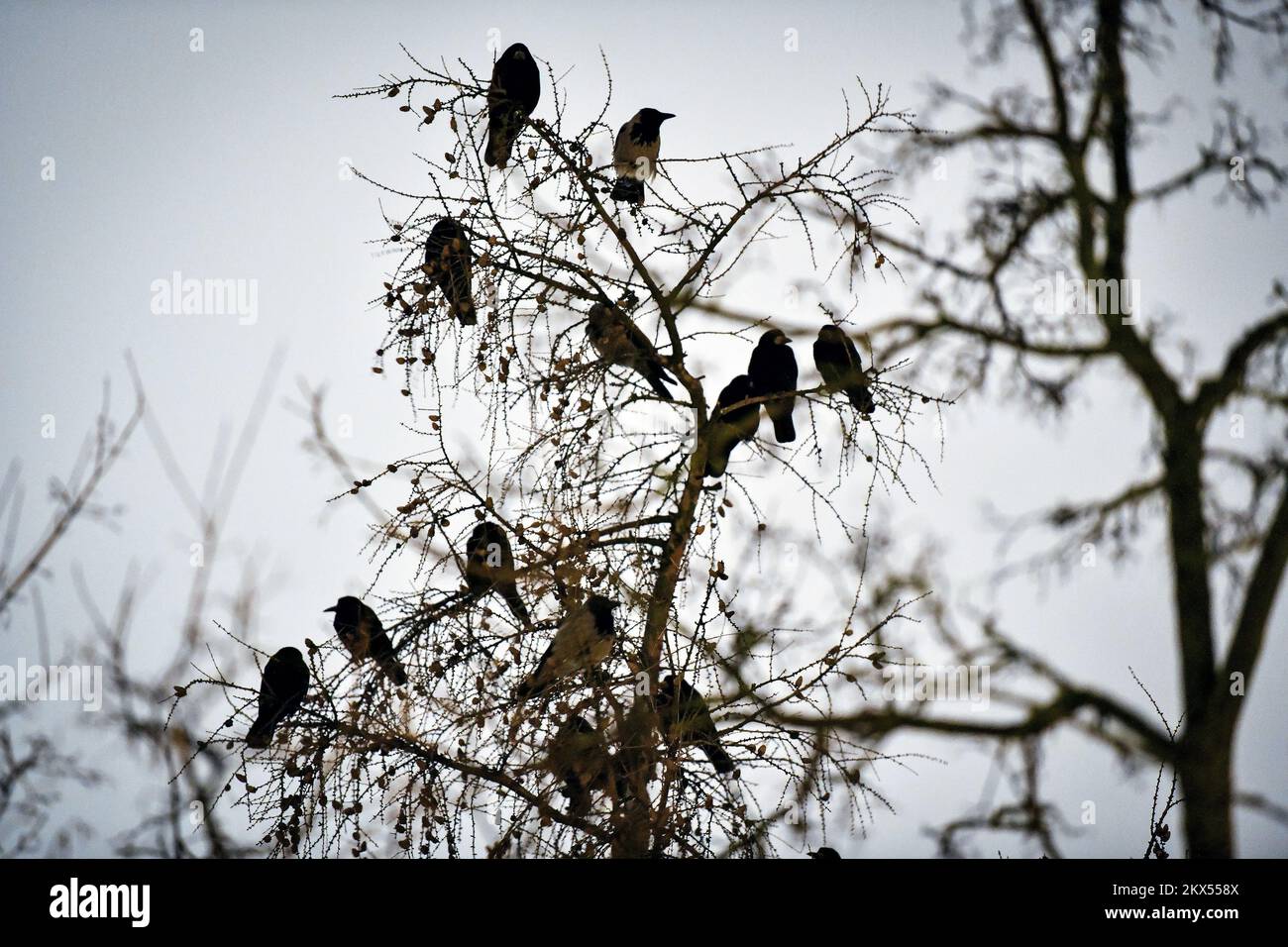 05.03.2018., Croatia, Zagreb - Crows and magpies on the tree. Photo ...