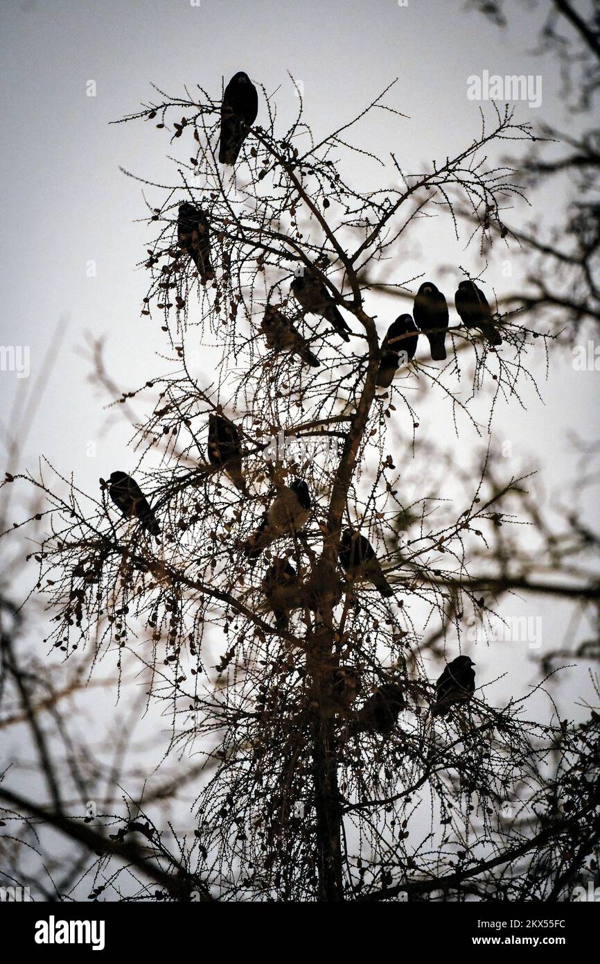 05.03.2018., Zagreb, Croatia - Crows and magpies on a tree. Photo ...