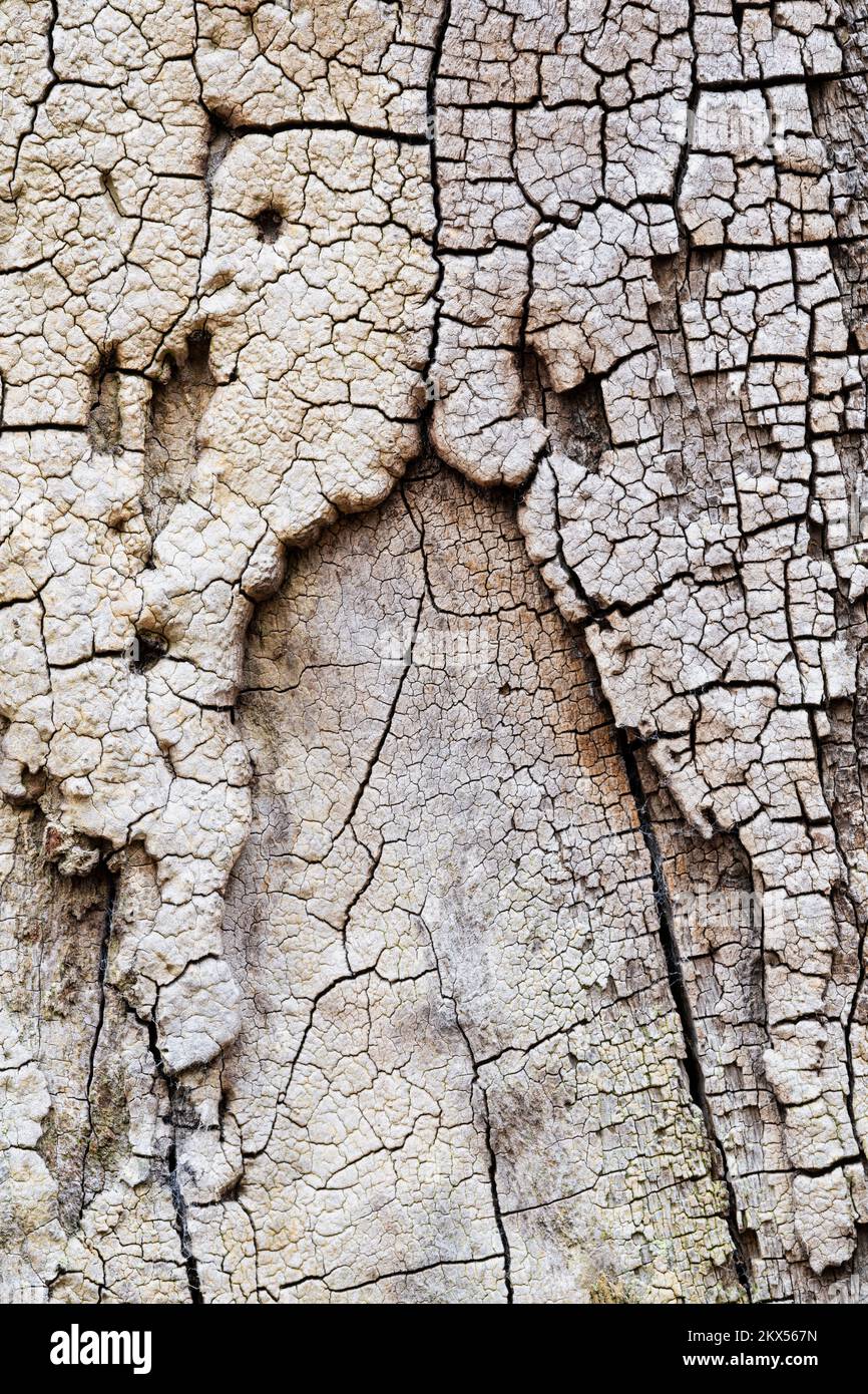 A portrait view of a decaying bark revealing patterns and textures of ...