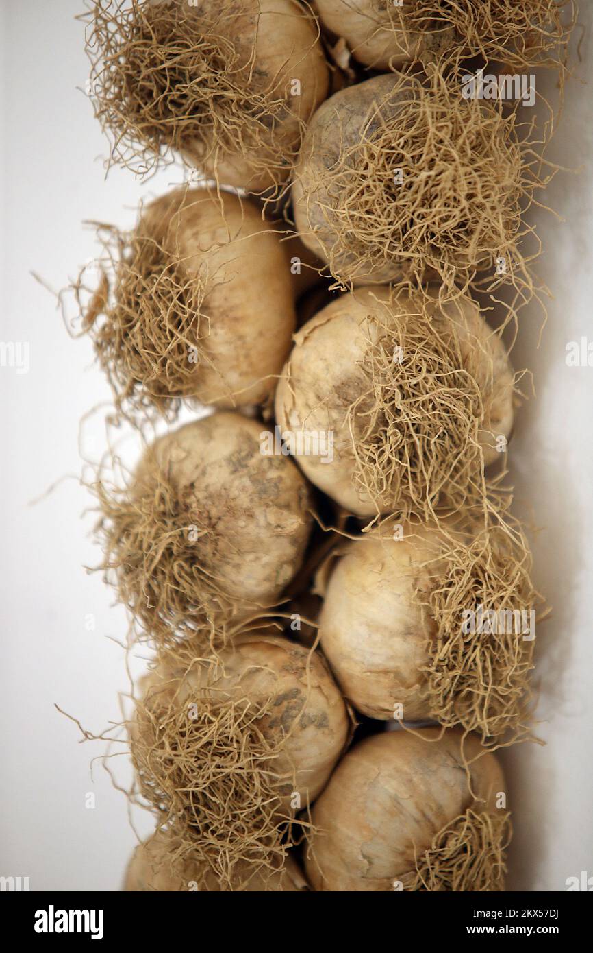 11.03.2018., Zagreb, Croatia - Garlic (Allium sativum) is a species in ...