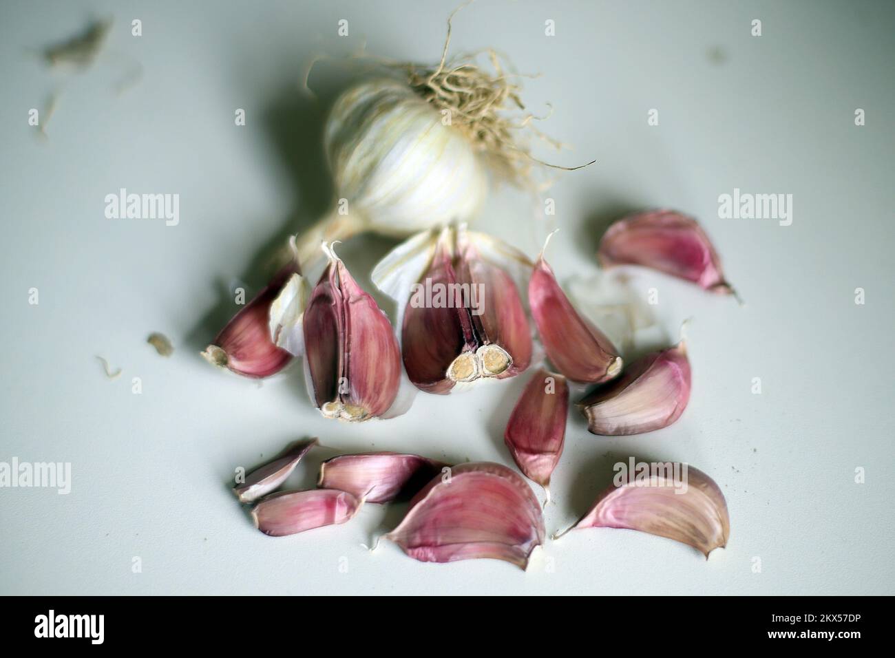11.03.2018., Zagreb, Croatia - Garlic (Allium sativum) is a species in ...