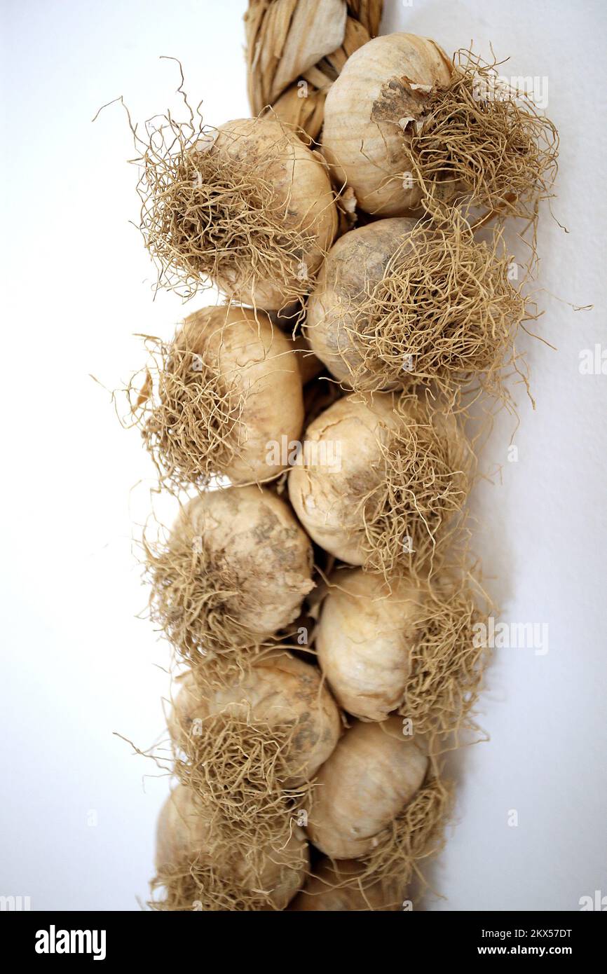 11.03.2018., Zagreb, Croatia - Garlic (Allium sativum) is a species in ...