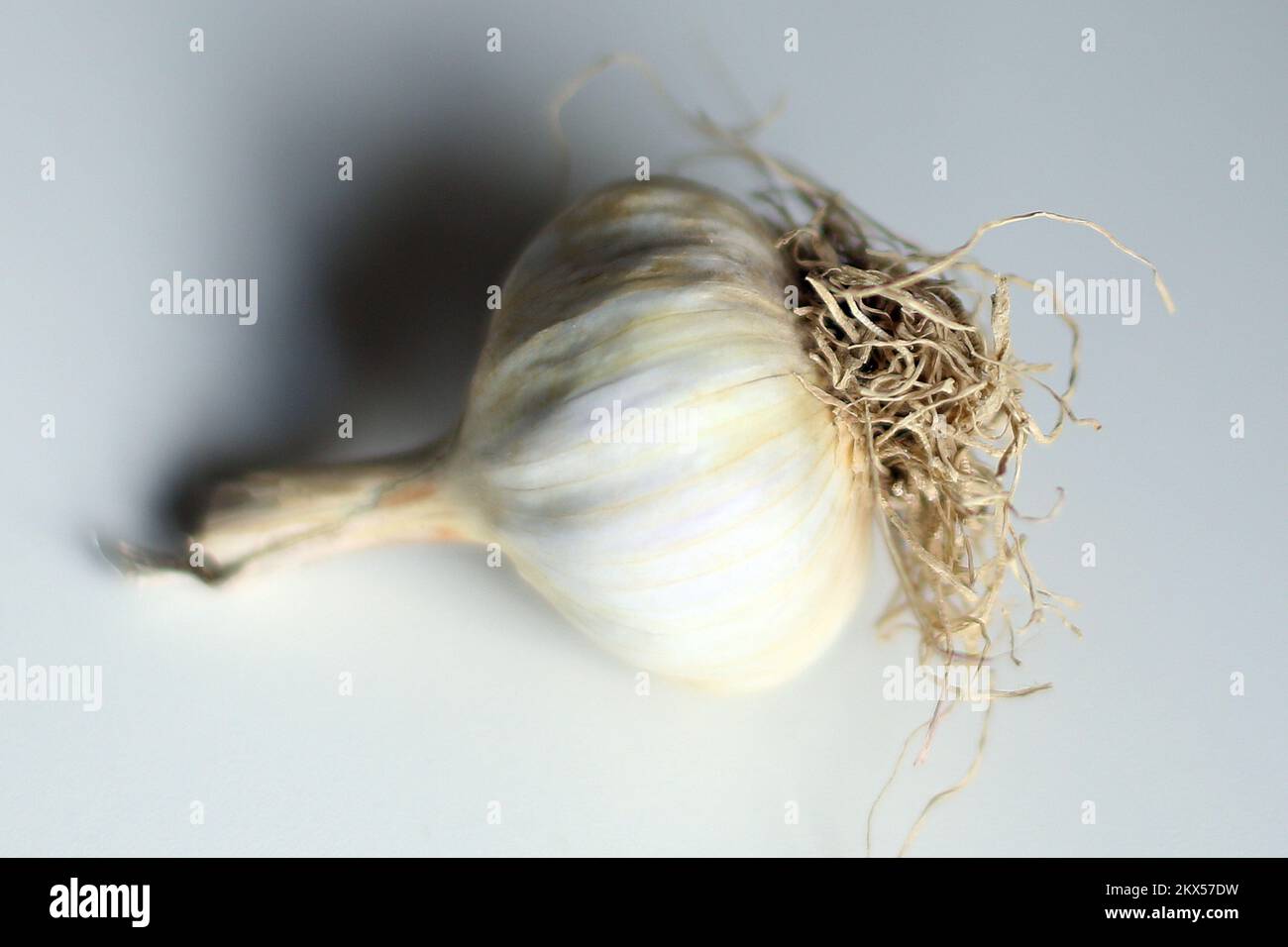 11.03.2018., Zagreb, Croatia - Garlic (Allium sativum) is a species in ...