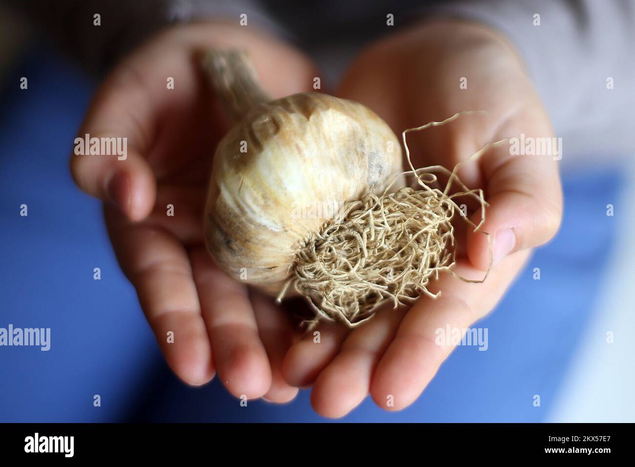 11.03.2018., Zagreb, Croatia - Garlic (Allium sativum) is a species in ...