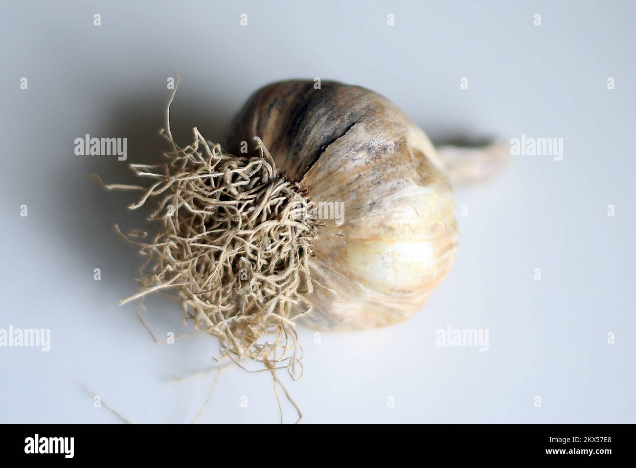 11.03.2018., Zagreb, Croatia - Garlic (Allium sativum) is a species in ...
