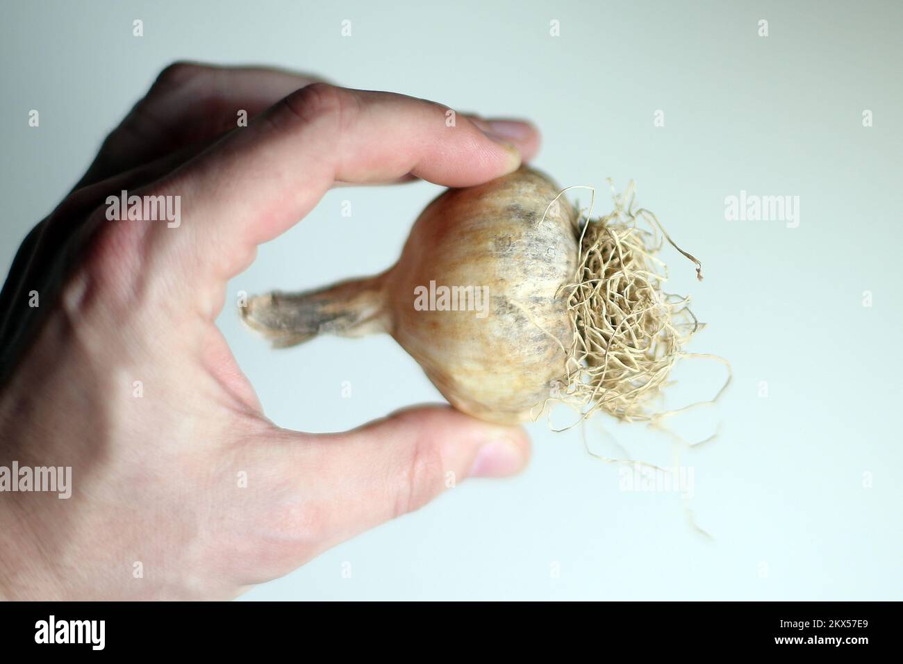 11.03.2018., Zagreb, Croatia - Garlic (Allium sativum) is a species in ...